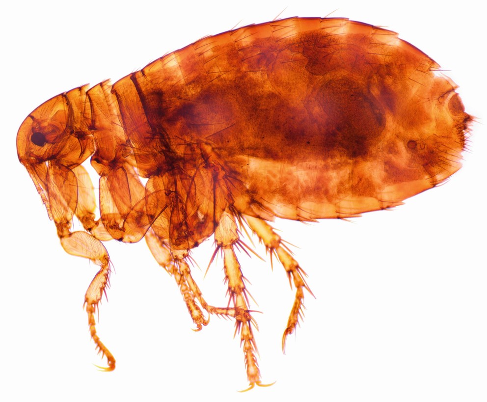 LWL | Startseite - Pest-Ausstellung